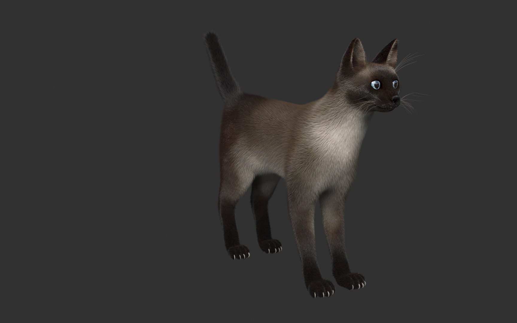 Siamese Cat 3D Model - TurboSquid 1257663