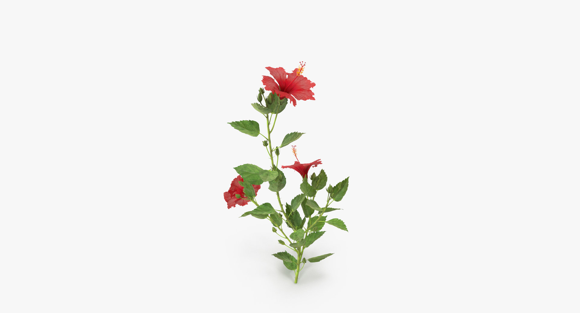hibiscus natural group - 3d model