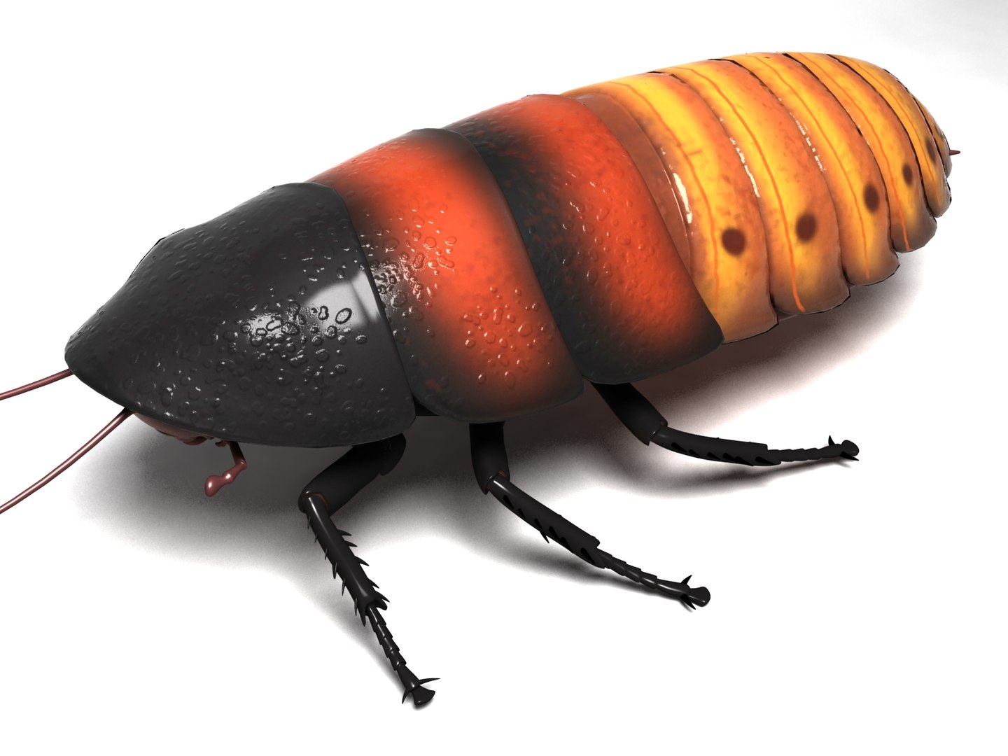 3d madagascar hissing cockroach beetle bug