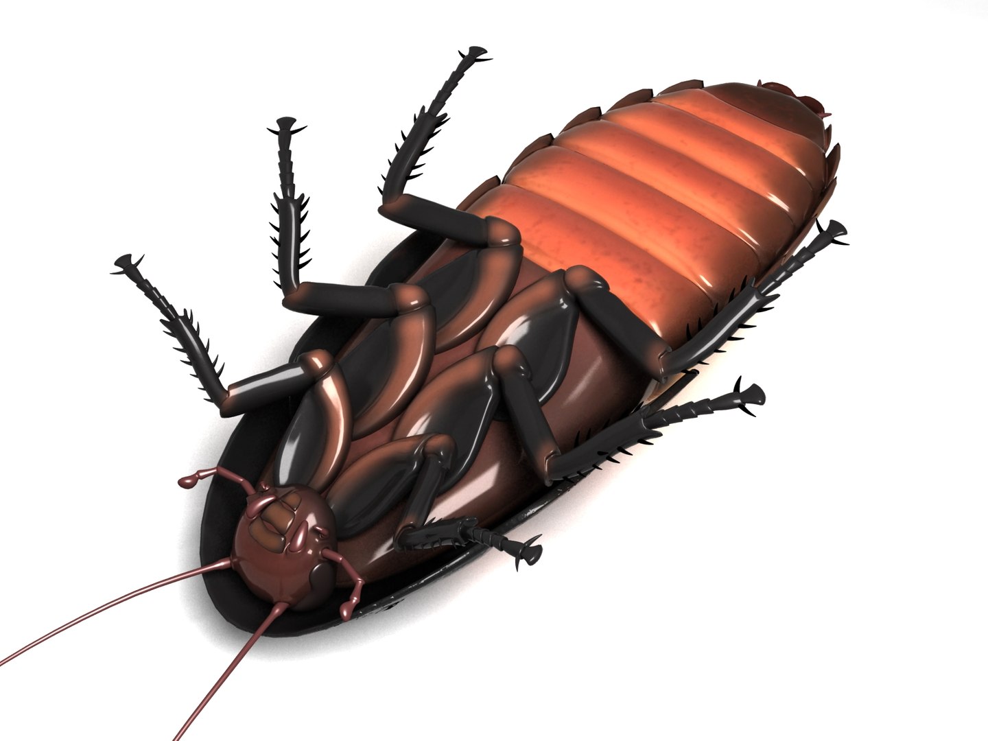 3d madagascar hissing cockroach beetle bug