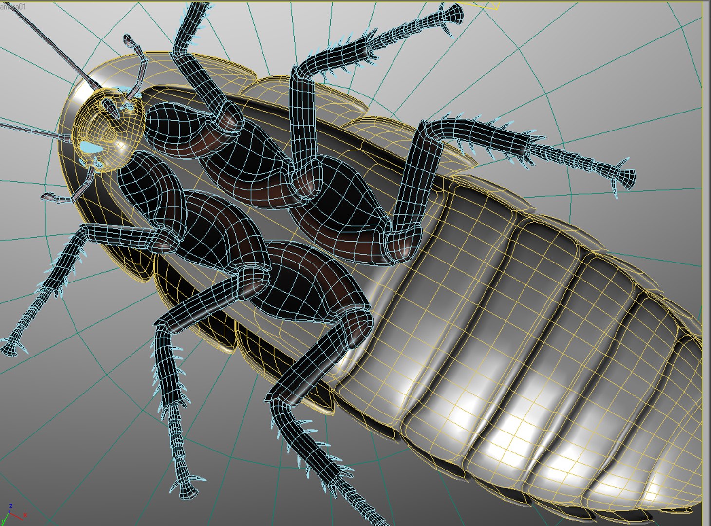 3d madagascar hissing cockroach beetle bug
