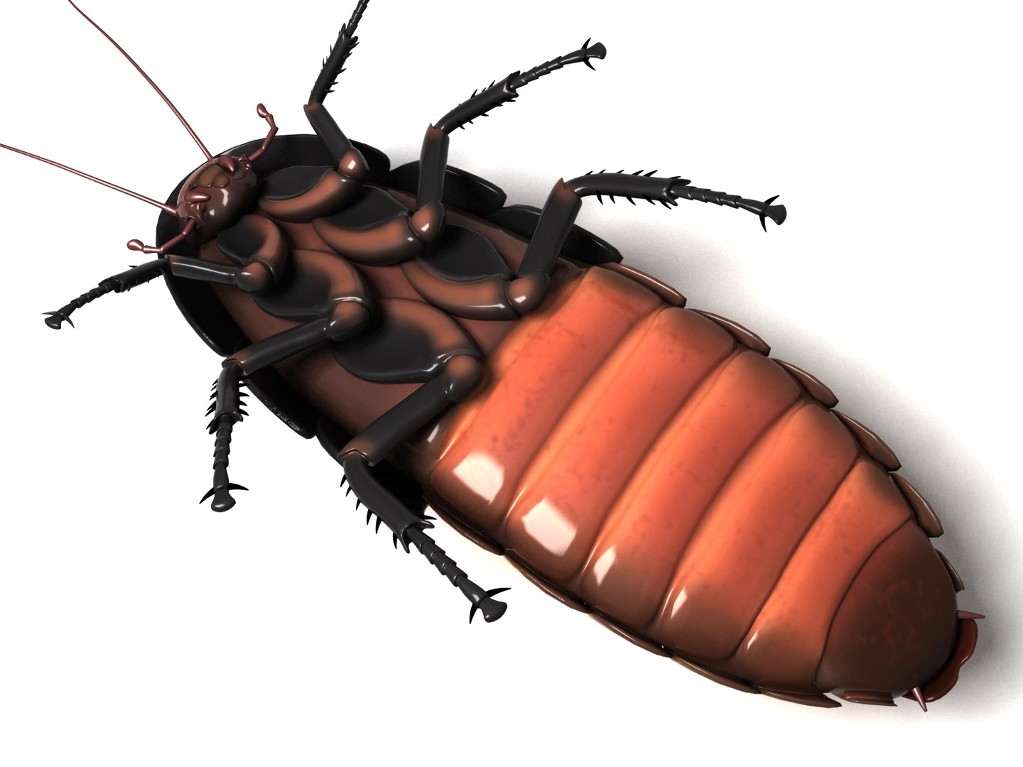 3d madagascar hissing cockroach beetle bug