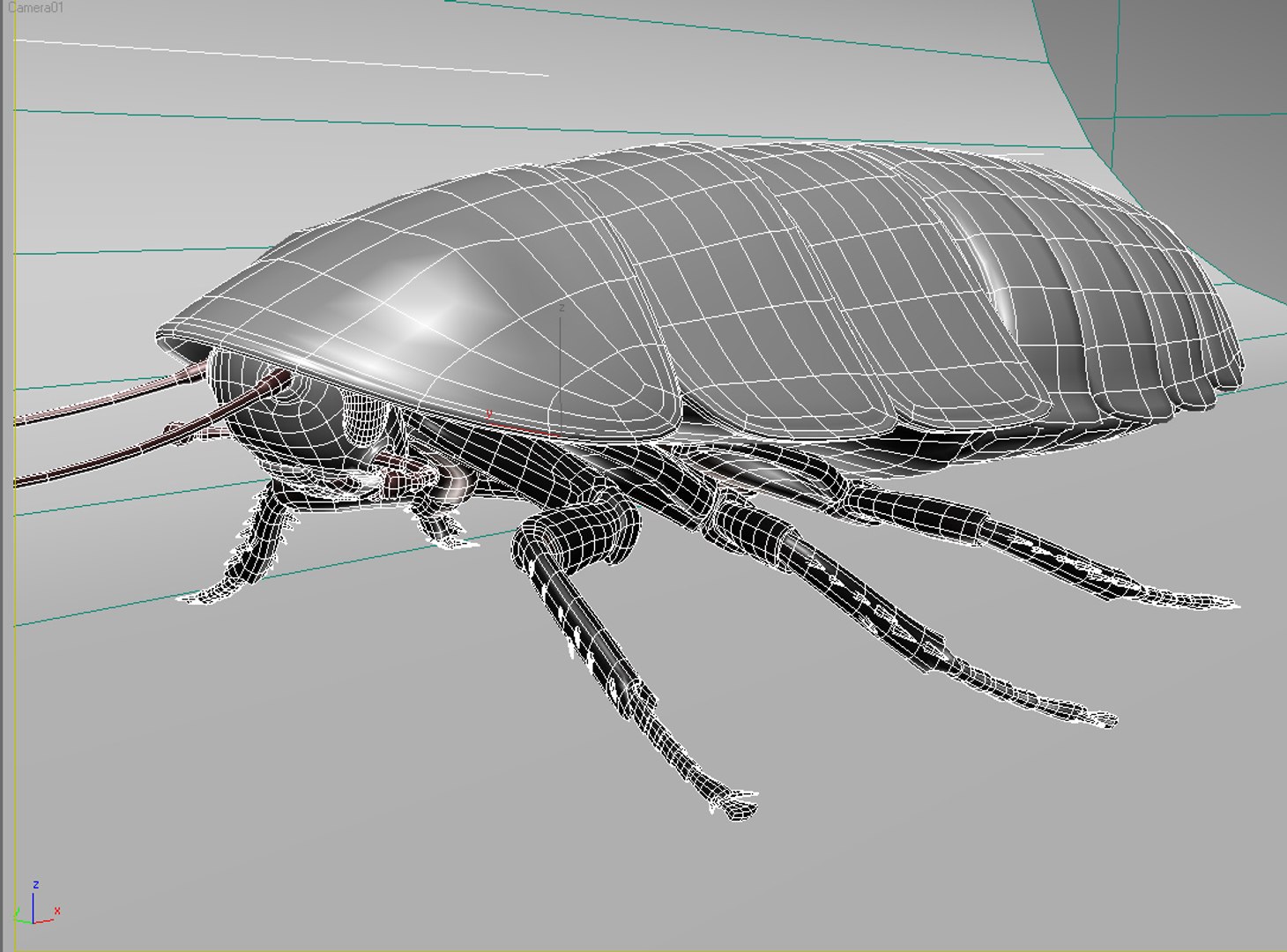 3d madagascar hissing cockroach beetle bug