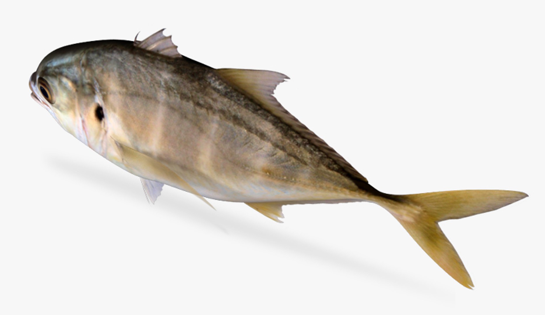 3d Model Of Pacific Crevalle Jack