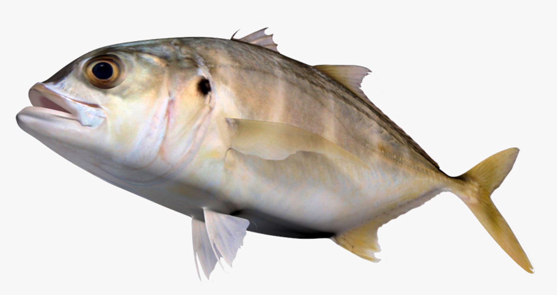 3d Model Of Pacific Crevalle Jack
