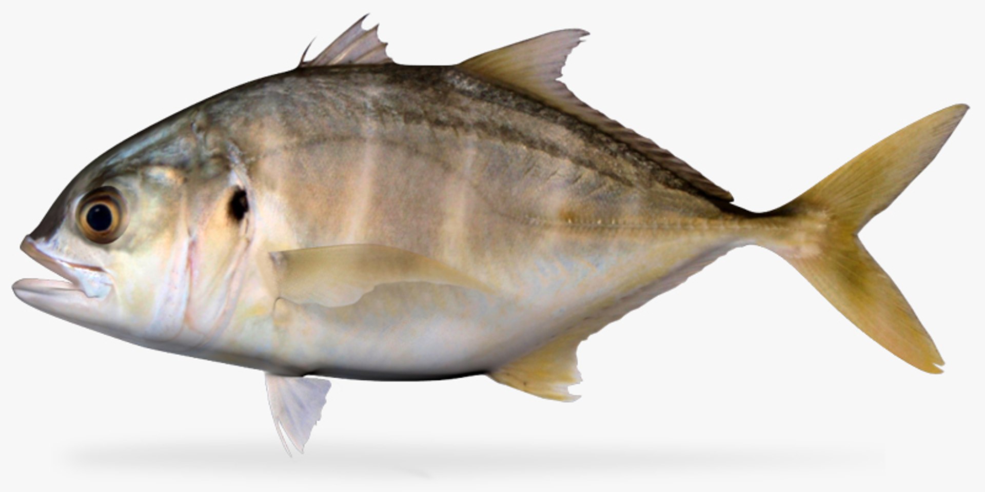 3d Model Of Pacific Crevalle Jack