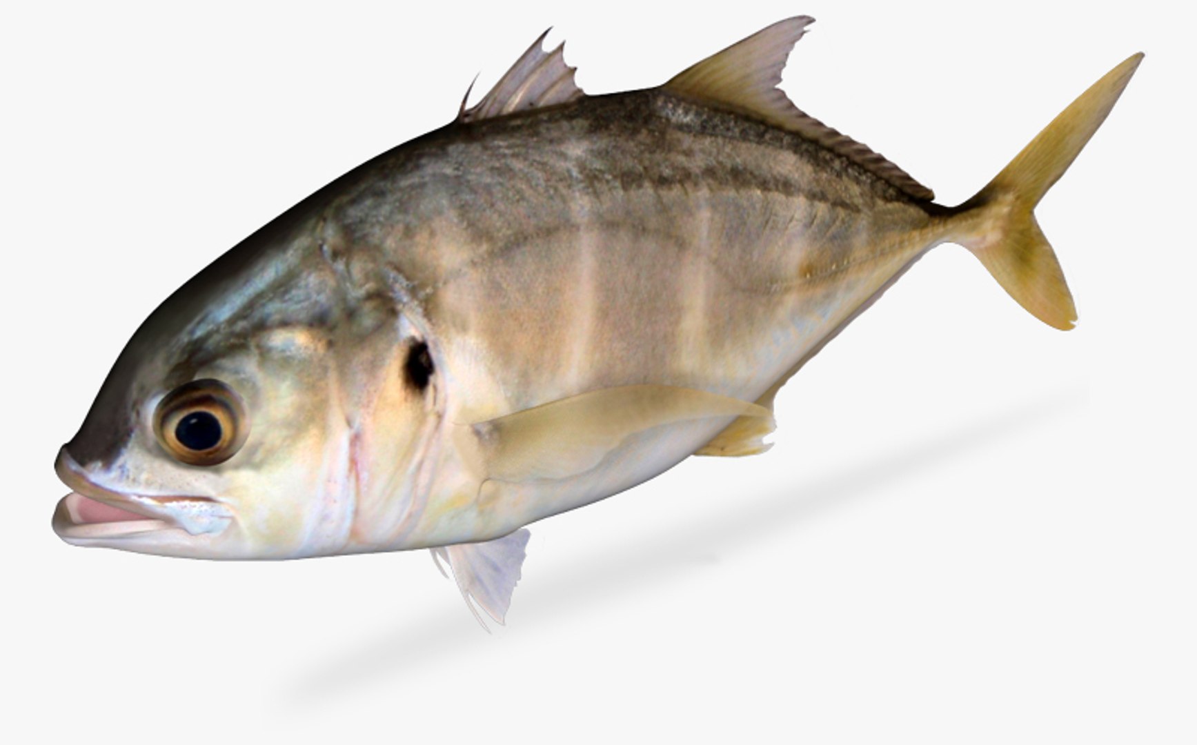3d Model Of Pacific Crevalle Jack