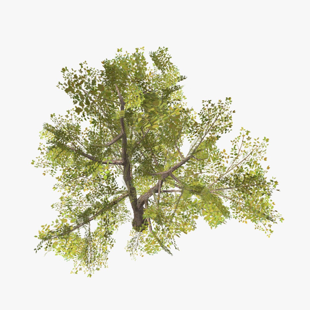 3d Model Tree 01