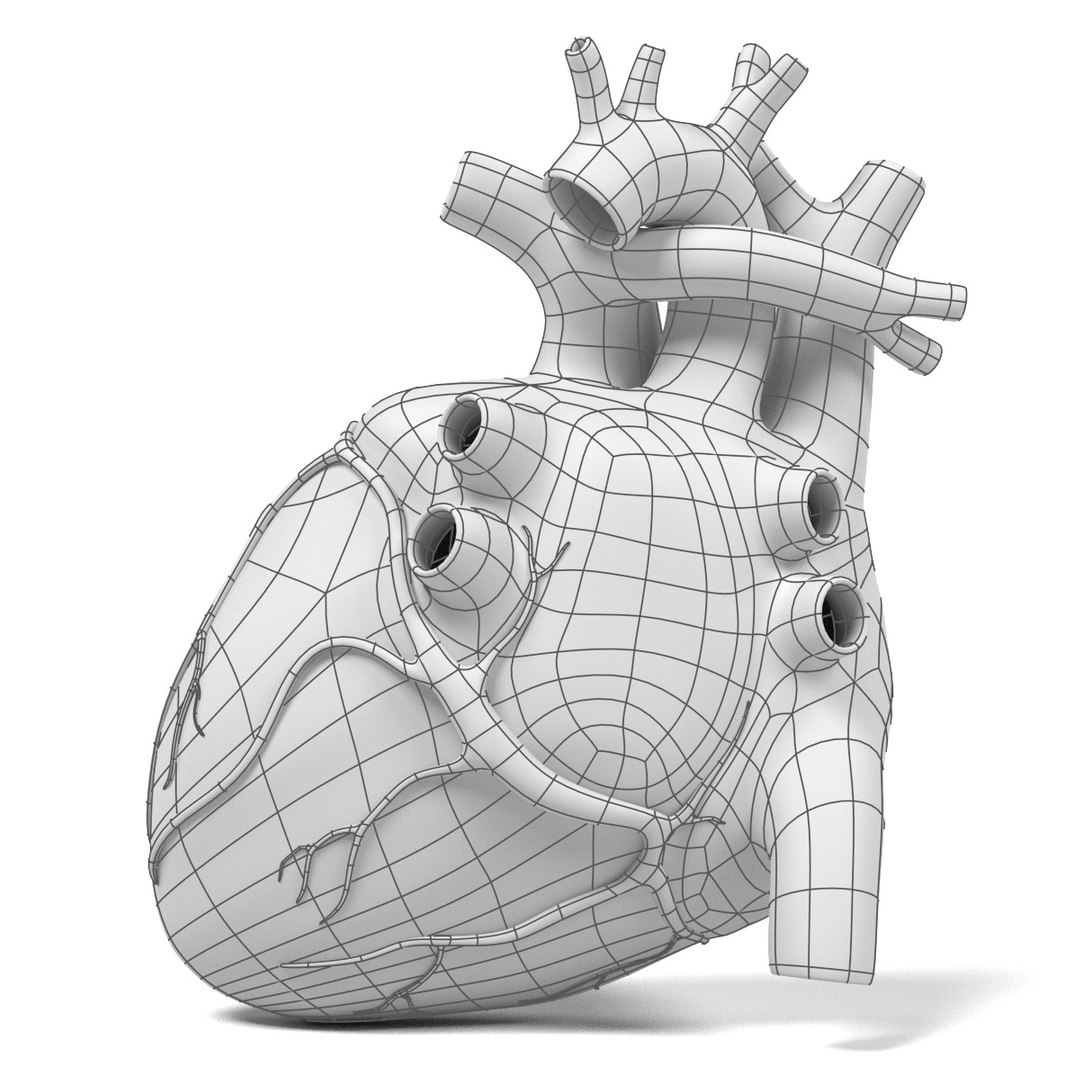3d Human Heart