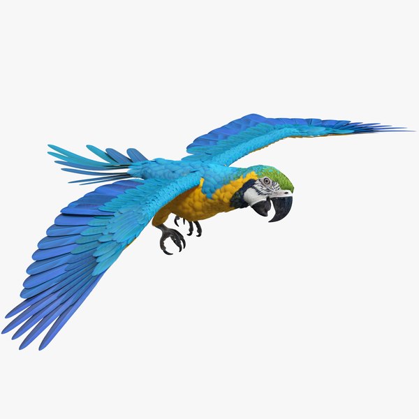 Macaw 3D Models for Download | TurboSquid