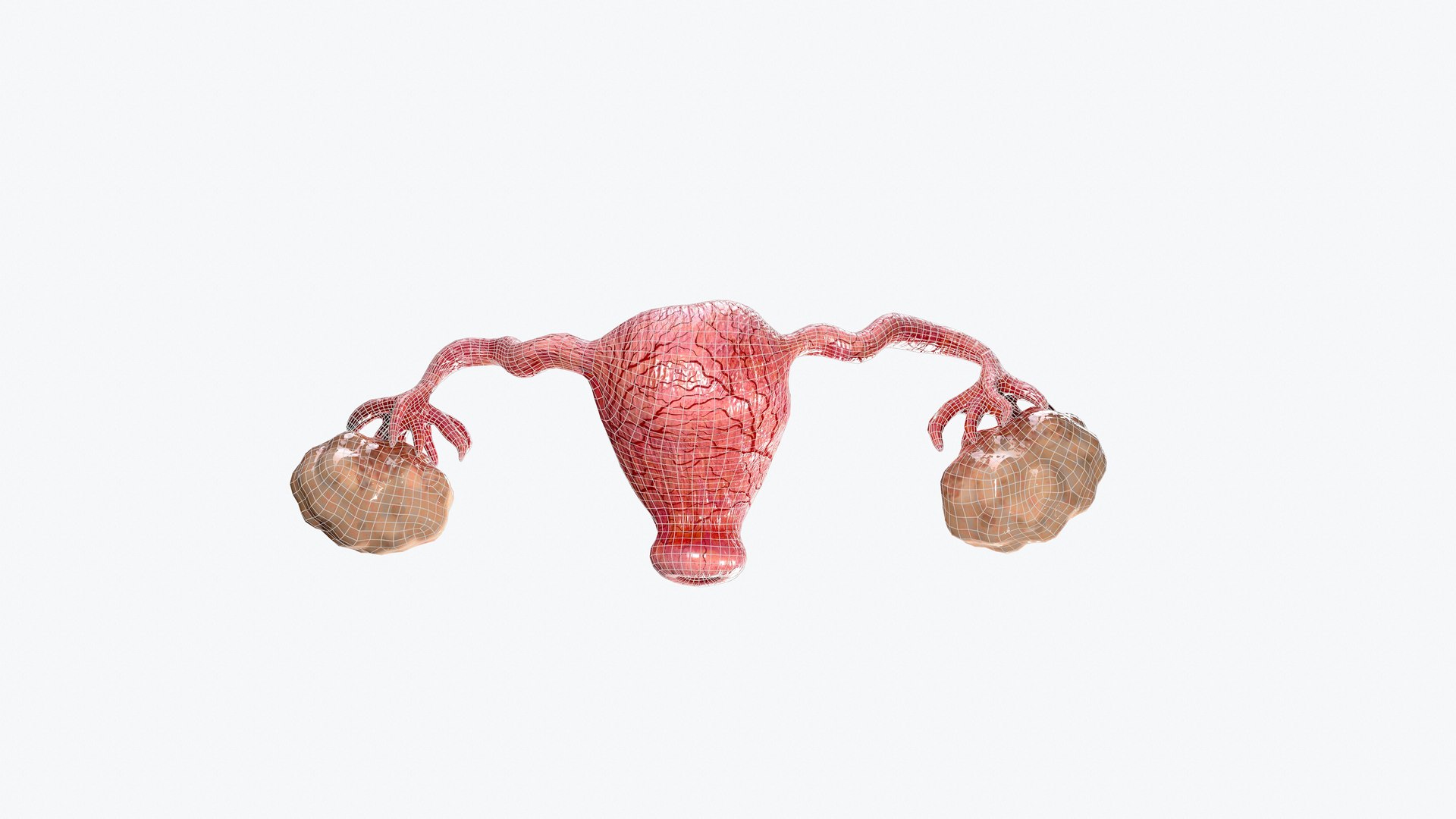 Uterus And Ovaries 3D Model - TurboSquid 1753710