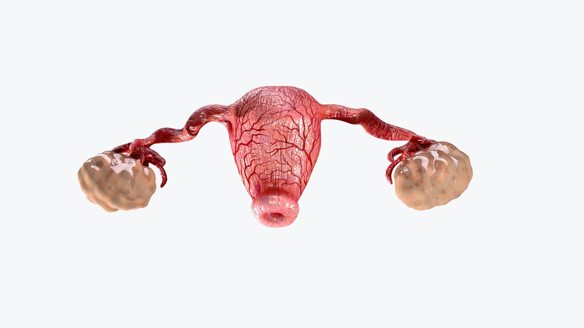 Uterus And Ovaries 3D Model - TurboSquid 1753710