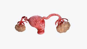 Complete Female Anatomy 3D Models for Download | TurboSquid