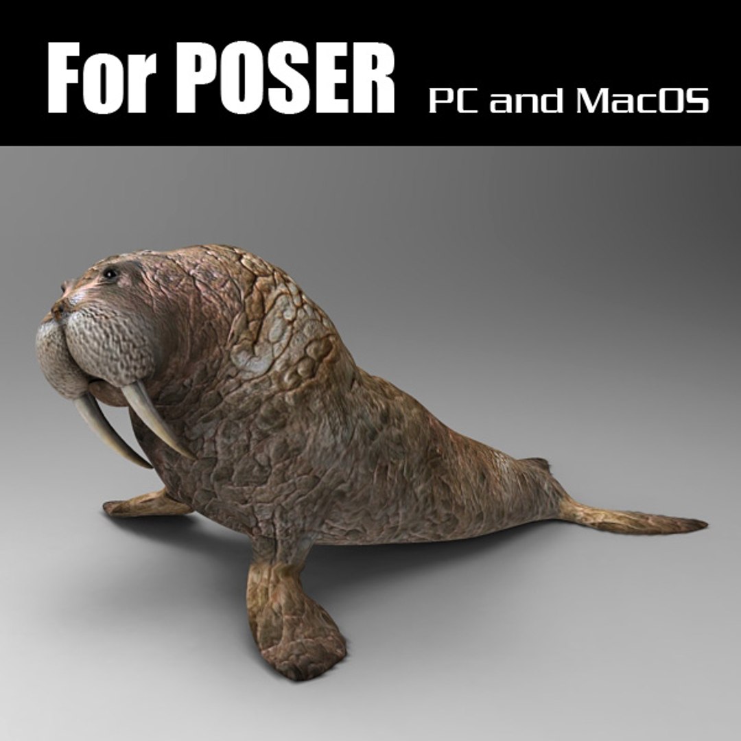 3d Model Of Walrus Poser