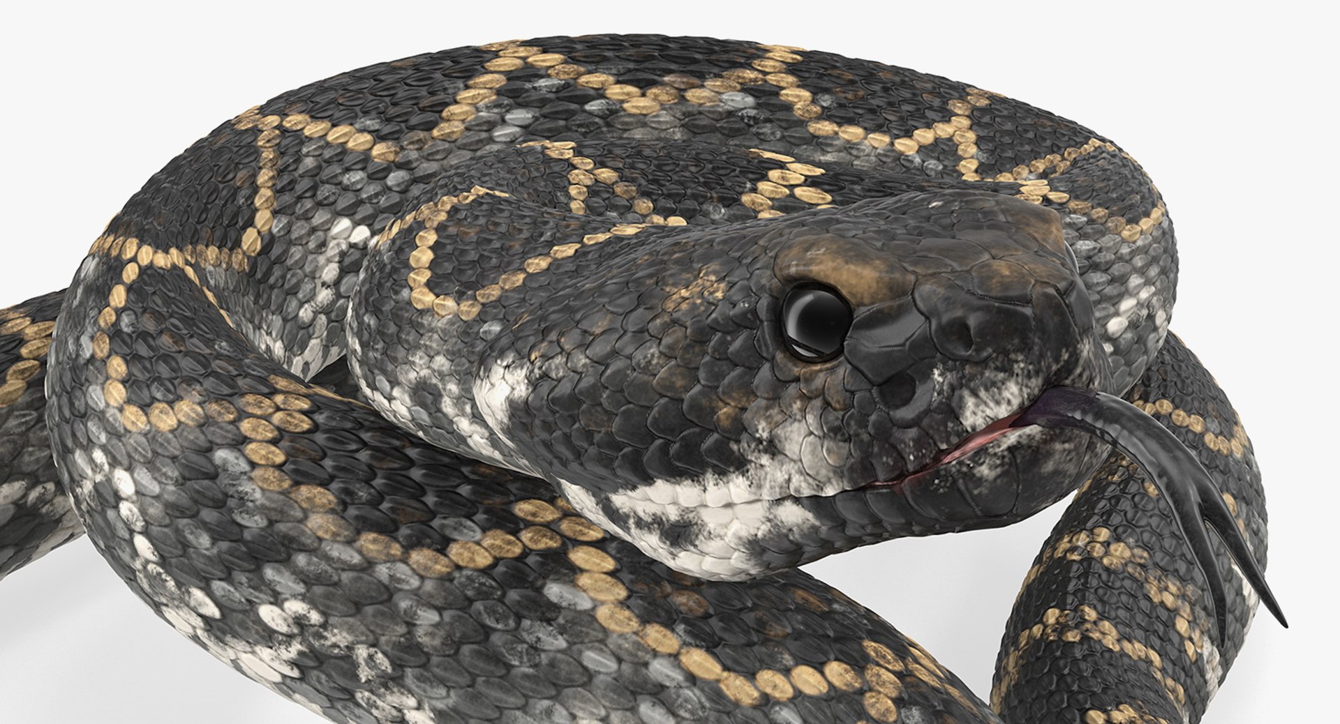 Giant dark rattlesnake snake 3D model - TurboSquid 1435505