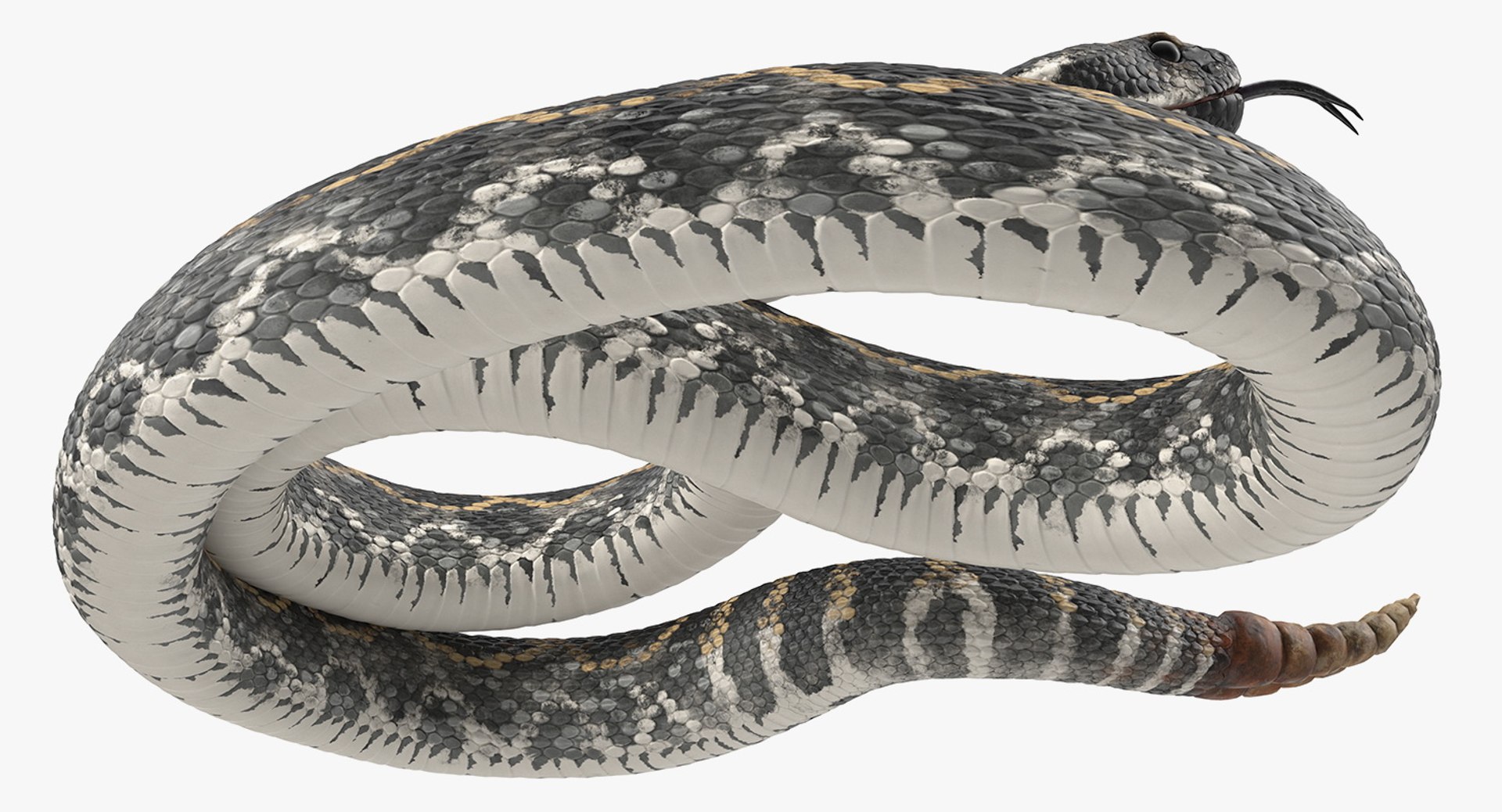 Giant dark rattlesnake snake 3D model - TurboSquid 1435505