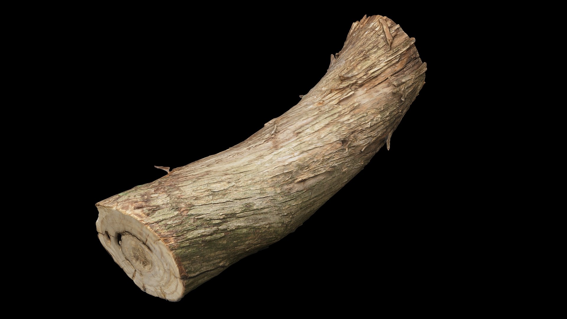 Tree Trunk 02 3D Model - TurboSquid 2136058