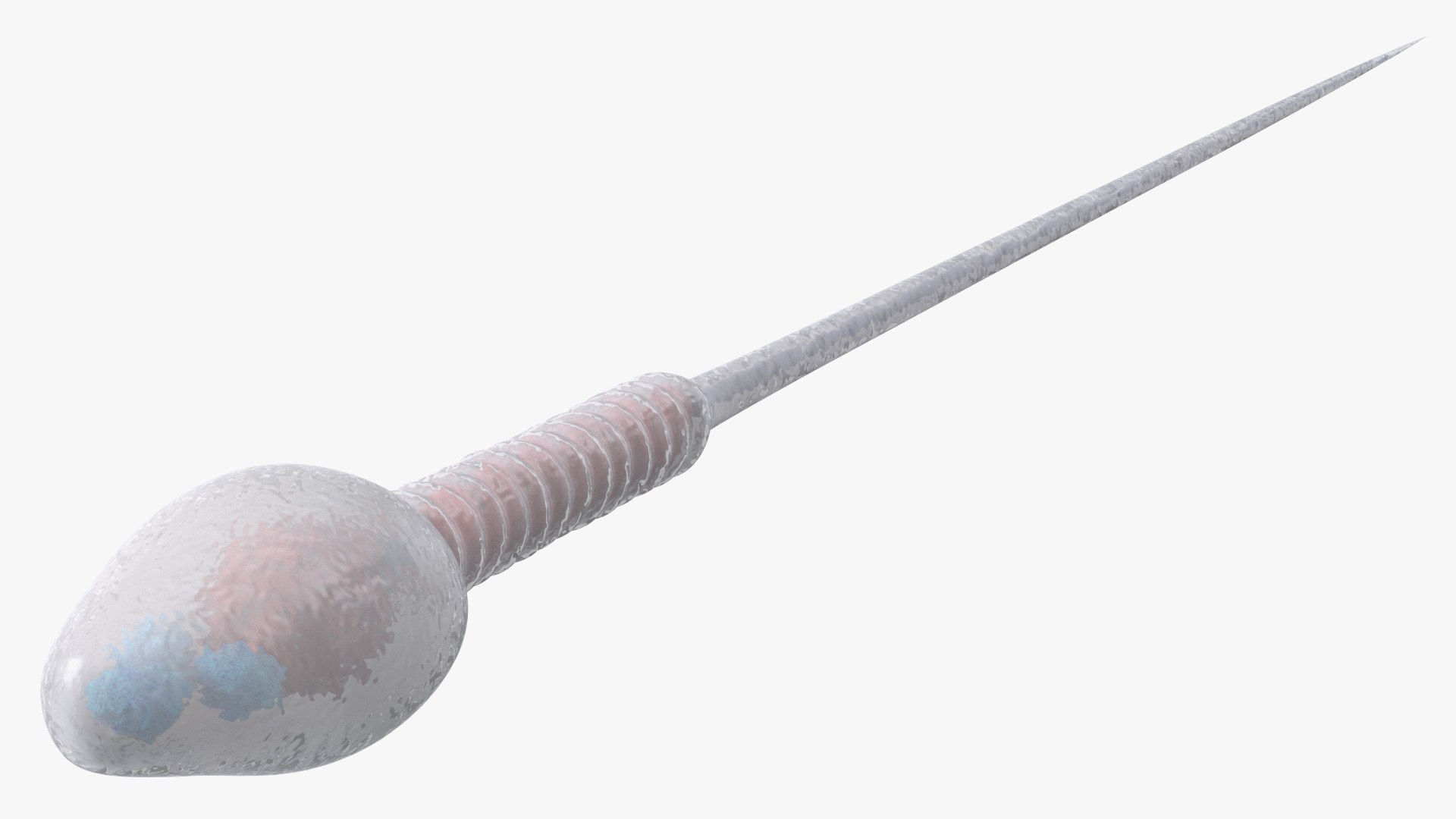 Human Sperm Cell 3D Model - TurboSquid 2070410