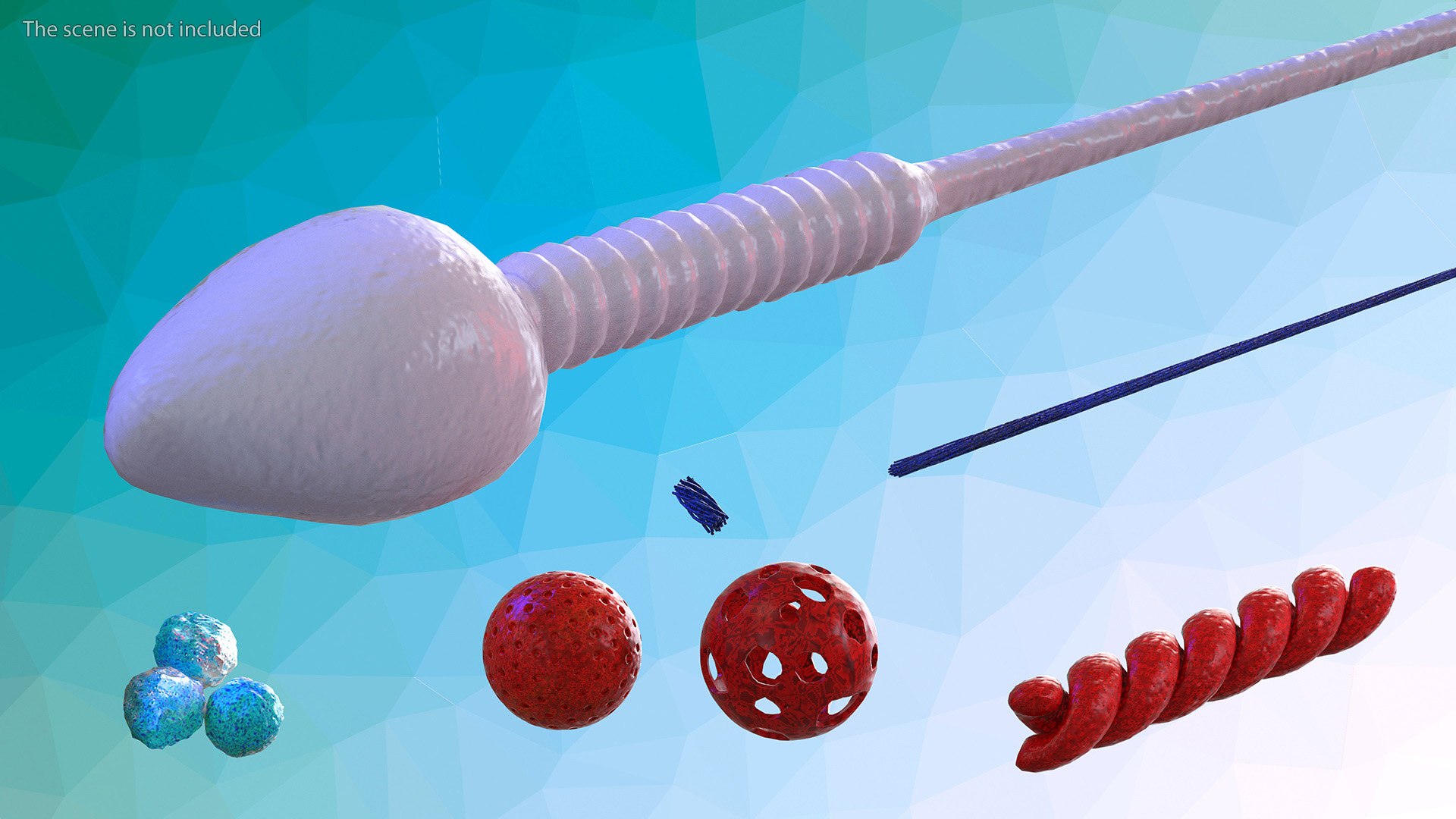 Human Sperm Cell 3D Model - TurboSquid 2070410