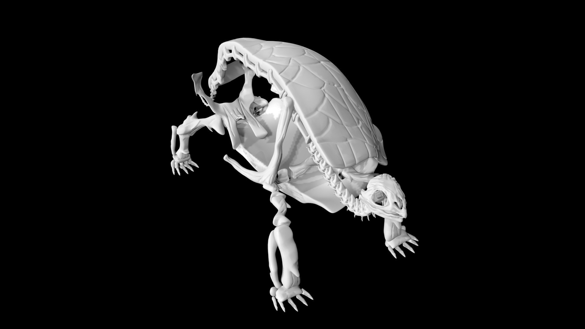 Tortoise Skeleton 3D Model - TurboSquid 1889272