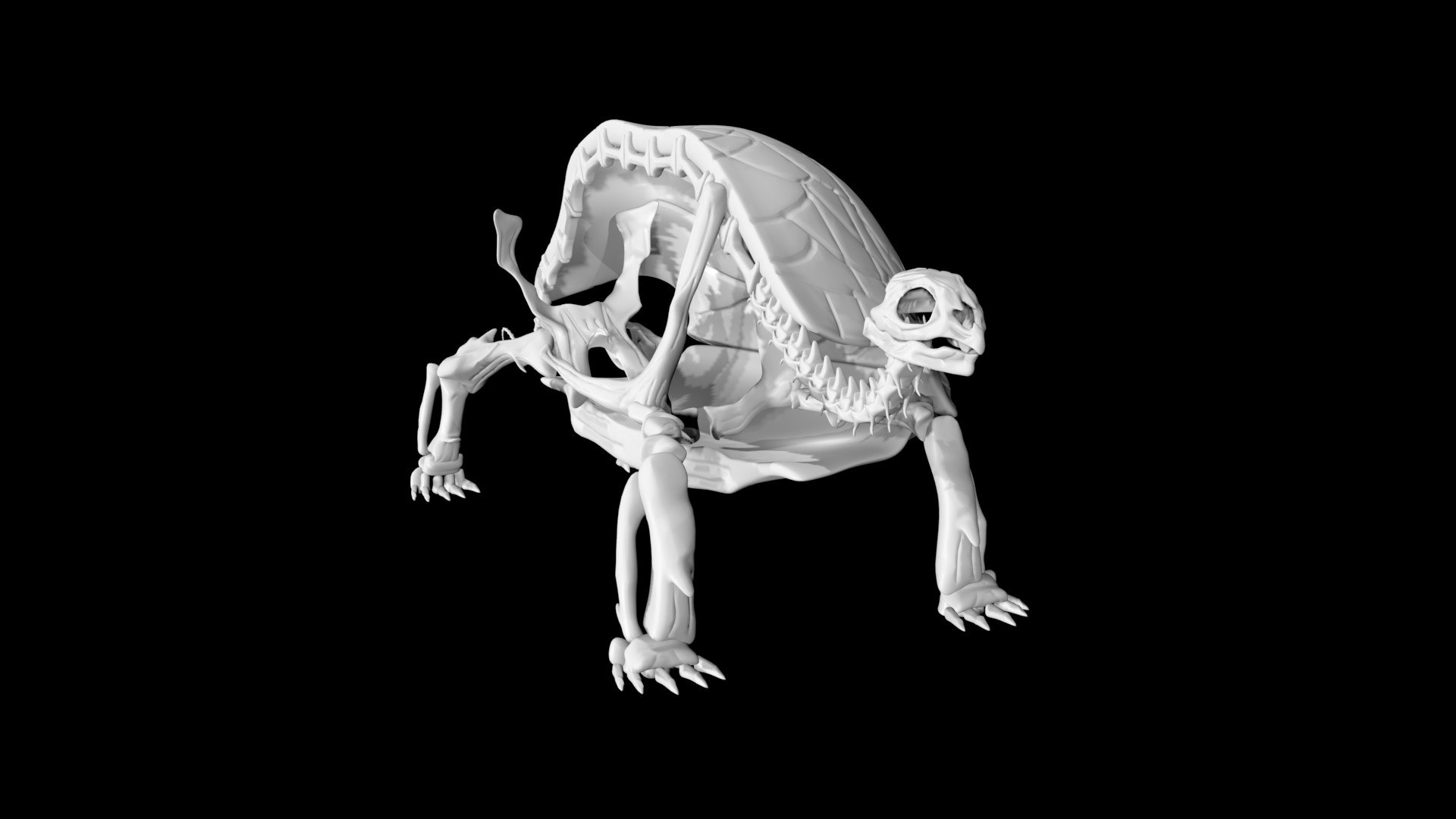 Tortoise Skeleton 3D Model - TurboSquid 1889272
