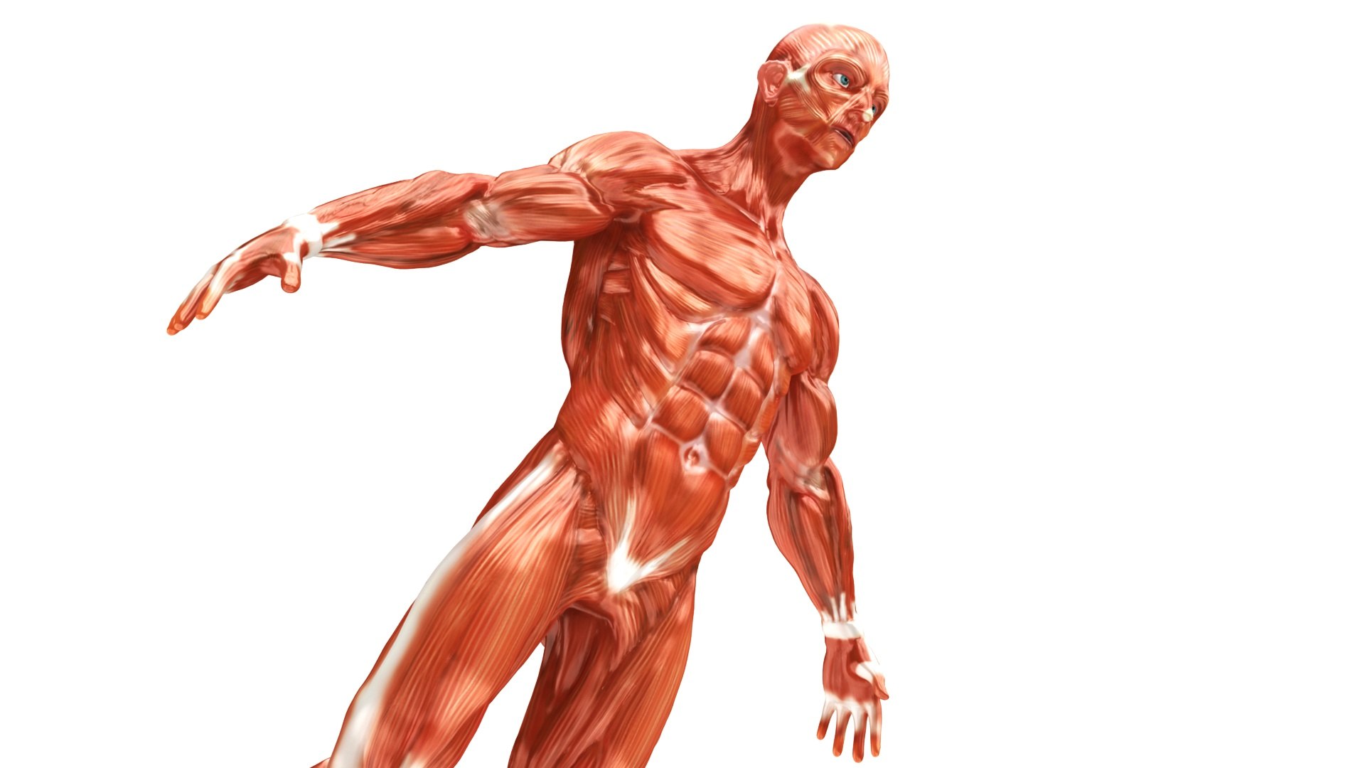 Realistic Human Musculature Model - TurboSquid 1463209