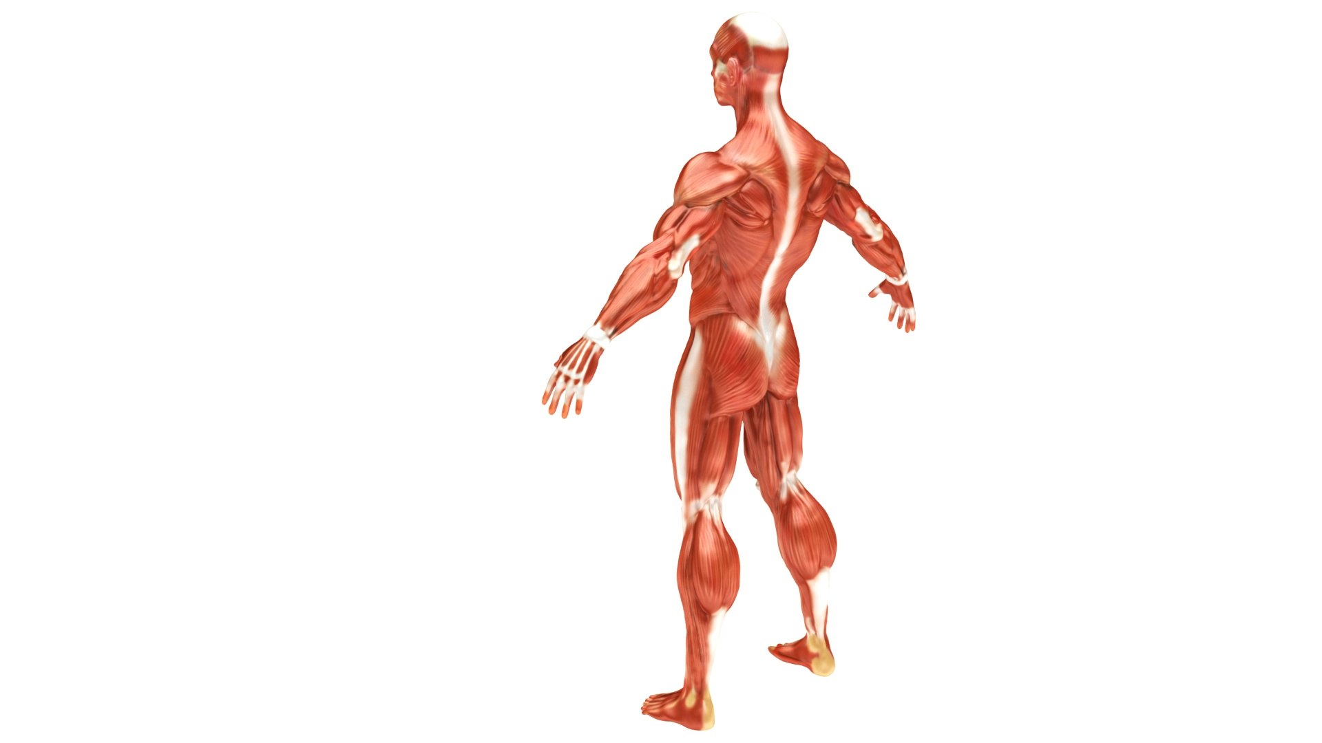 Realistic Human Musculature Model - TurboSquid 1463209