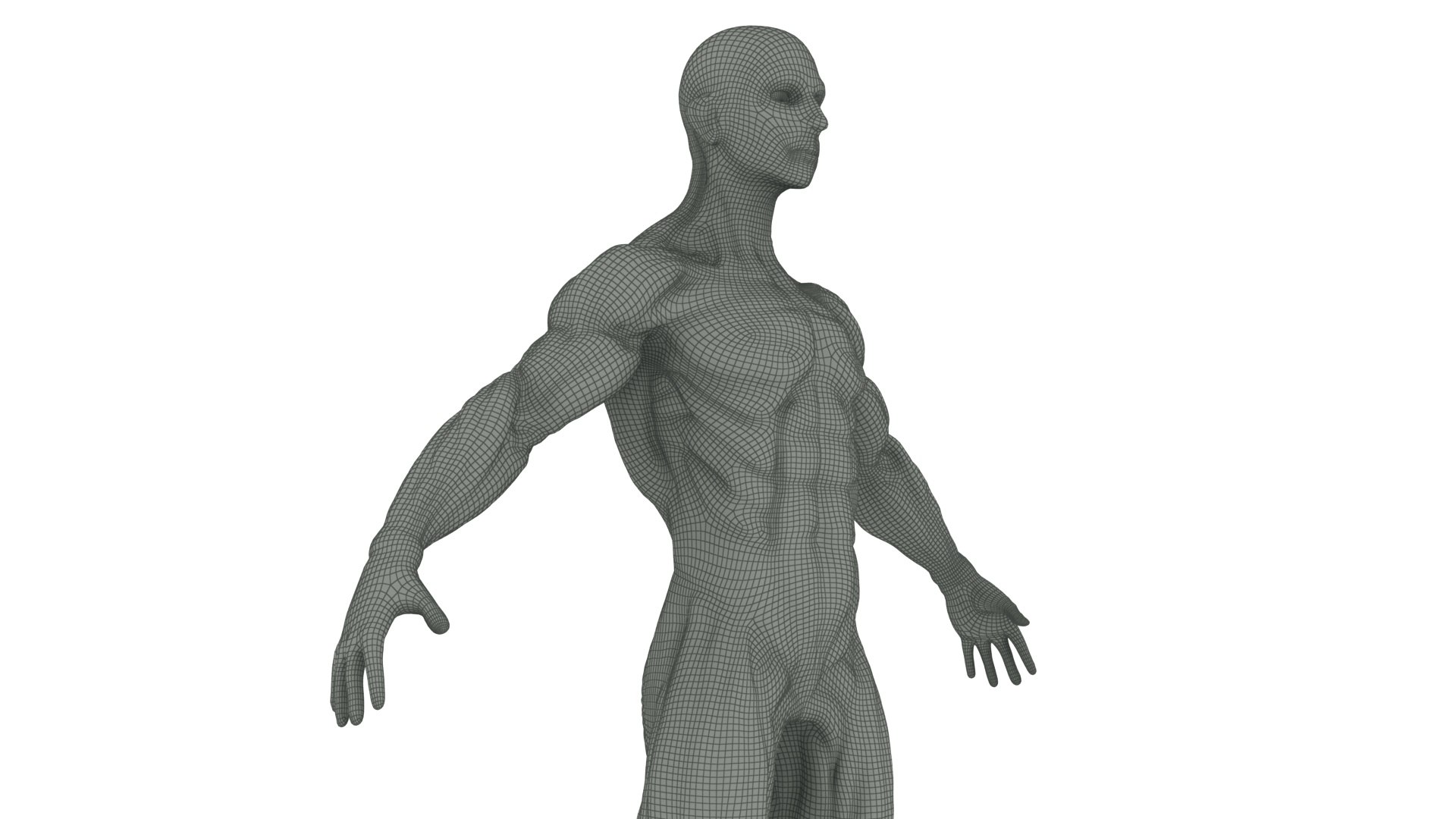 Realistic human musculature model - TurboSquid 1463209