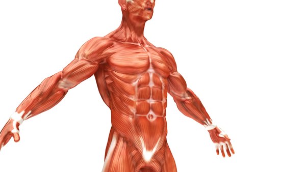 Realistic human musculature model - TurboSquid 1463209