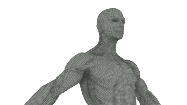 Realistic human musculature model - TurboSquid 1463209