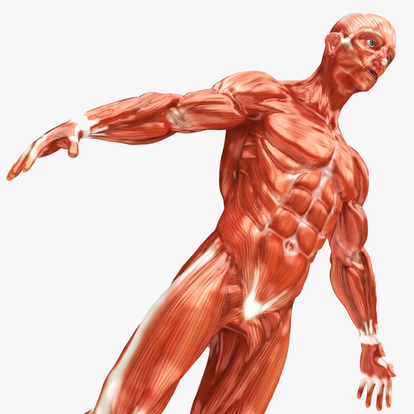 Realistic human musculature model - TurboSquid 1463209
