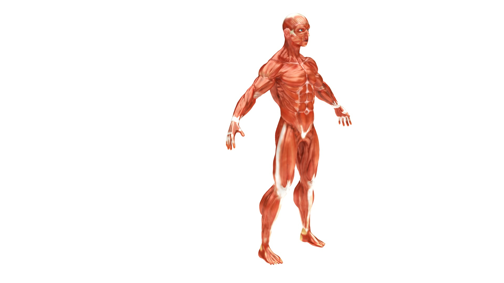 Realistic Human Musculature Model - TurboSquid 1463209