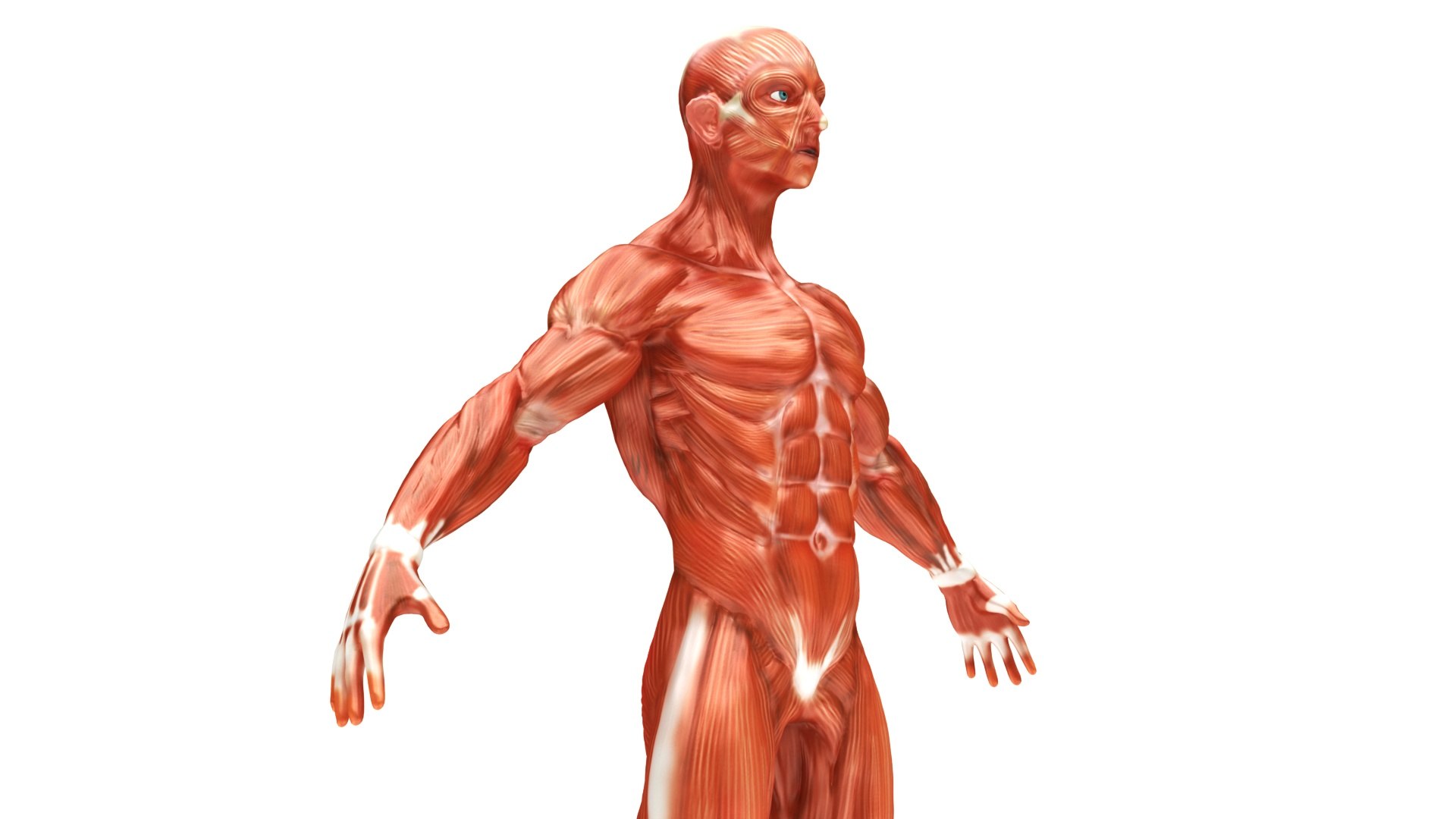 Realistic Human Musculature Model - TurboSquid 1463209