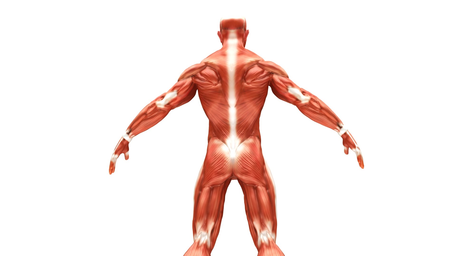 Realistic Human Musculature Model - TurboSquid 1463209