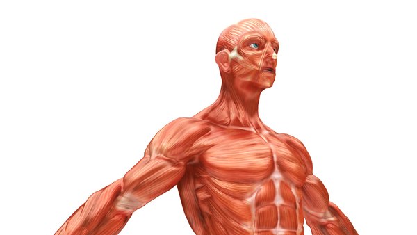 Realistic human musculature model - TurboSquid 1463209