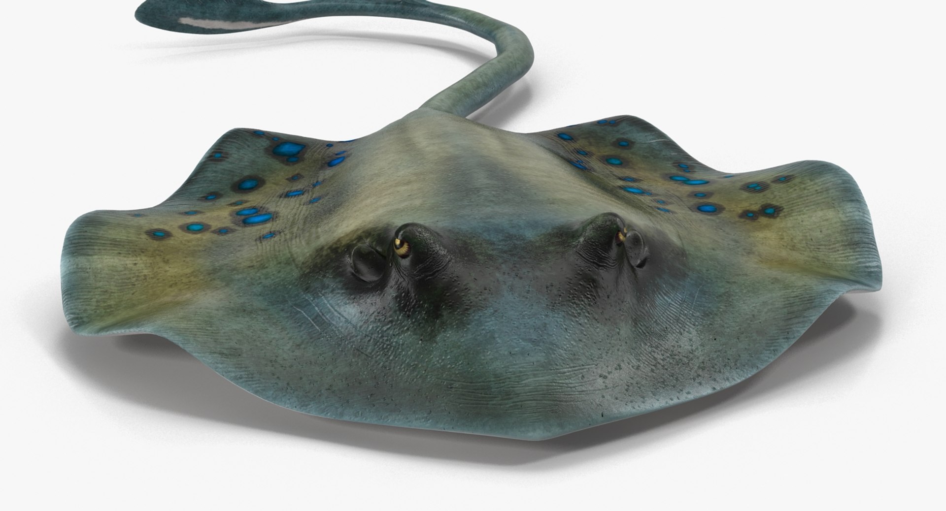 3d Spotted Stingray Pose 3