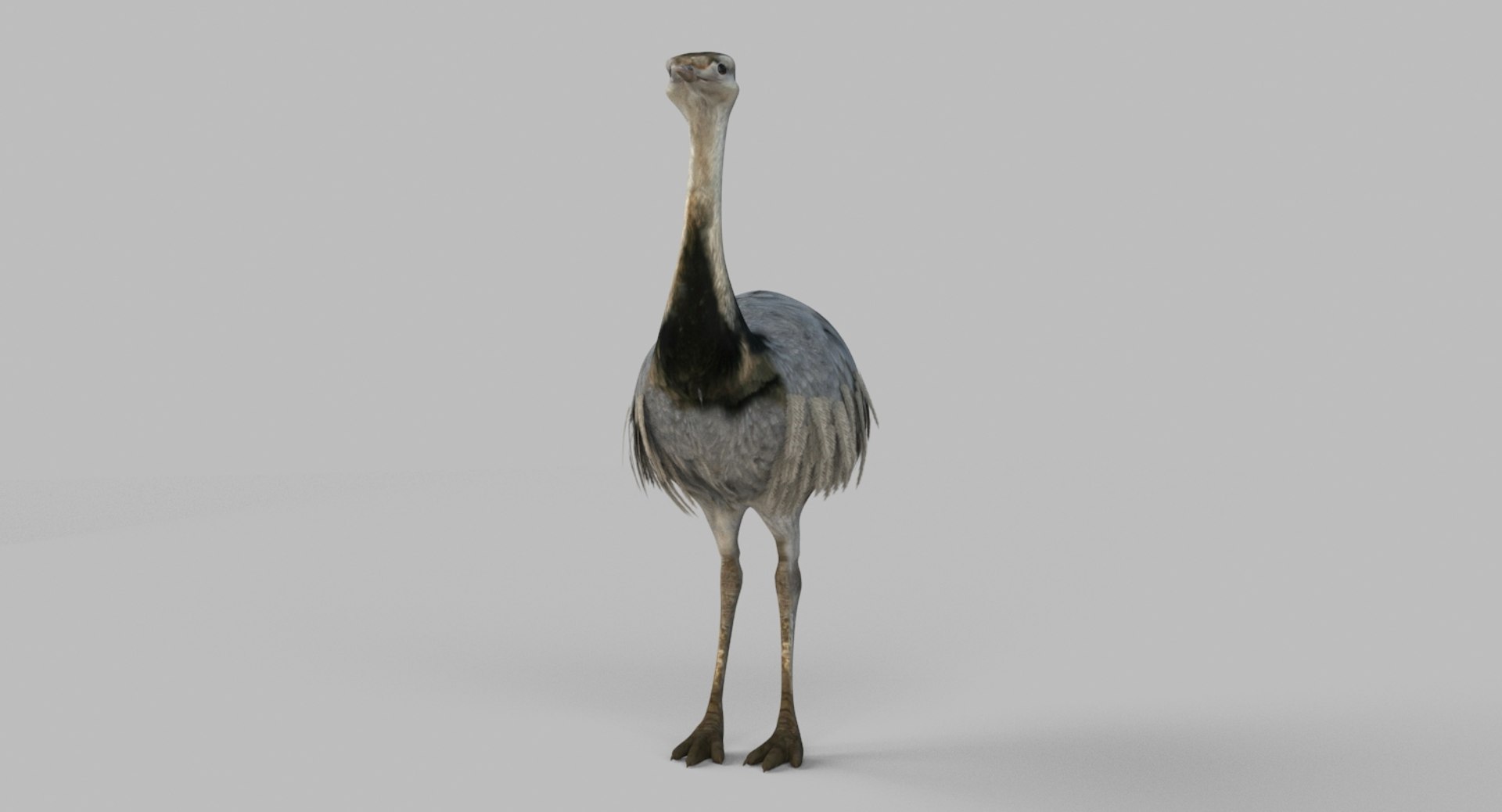 3D Model Realistic Emus - TurboSquid 1312559