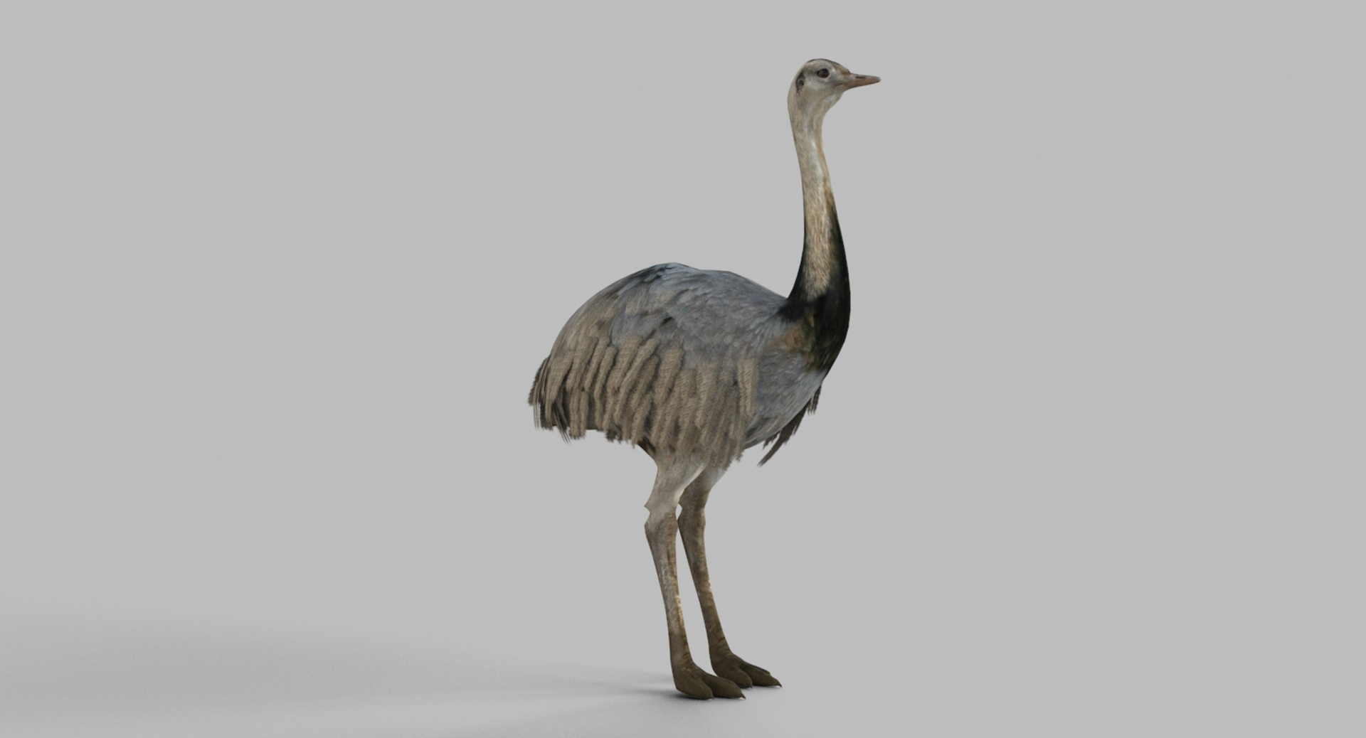 3D Model Realistic Emus - TurboSquid 1312559