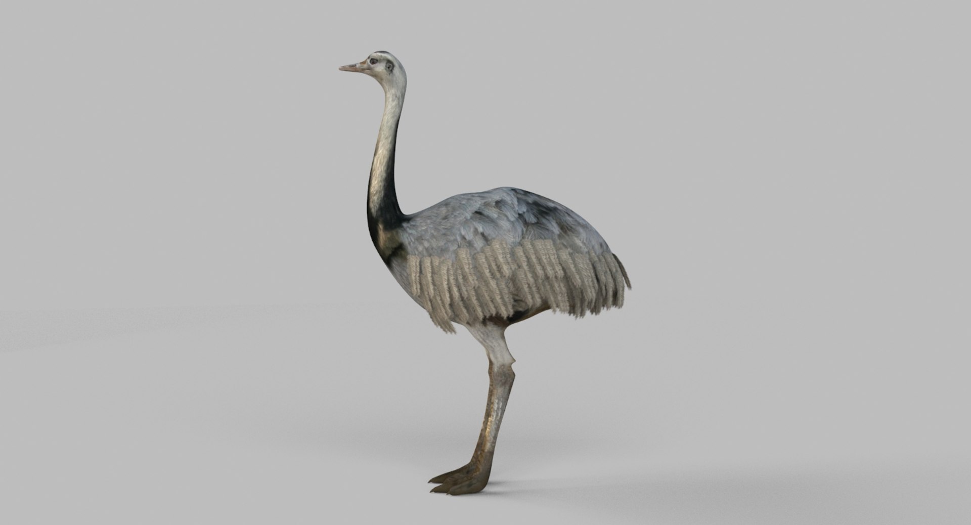 3D Model Realistic Emus - TurboSquid 1312559
