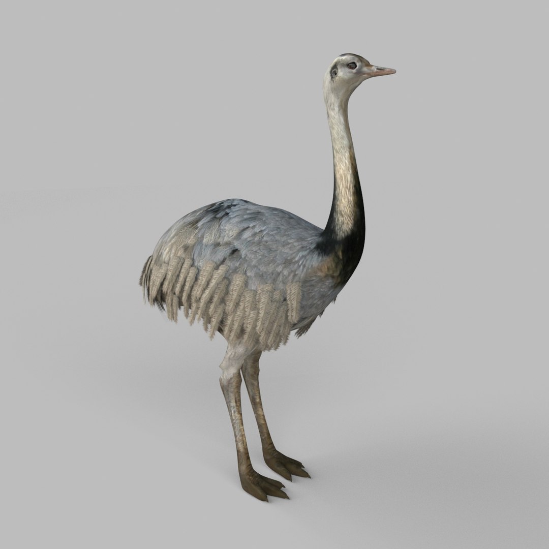 3D Model Realistic Emus - TurboSquid 1312559