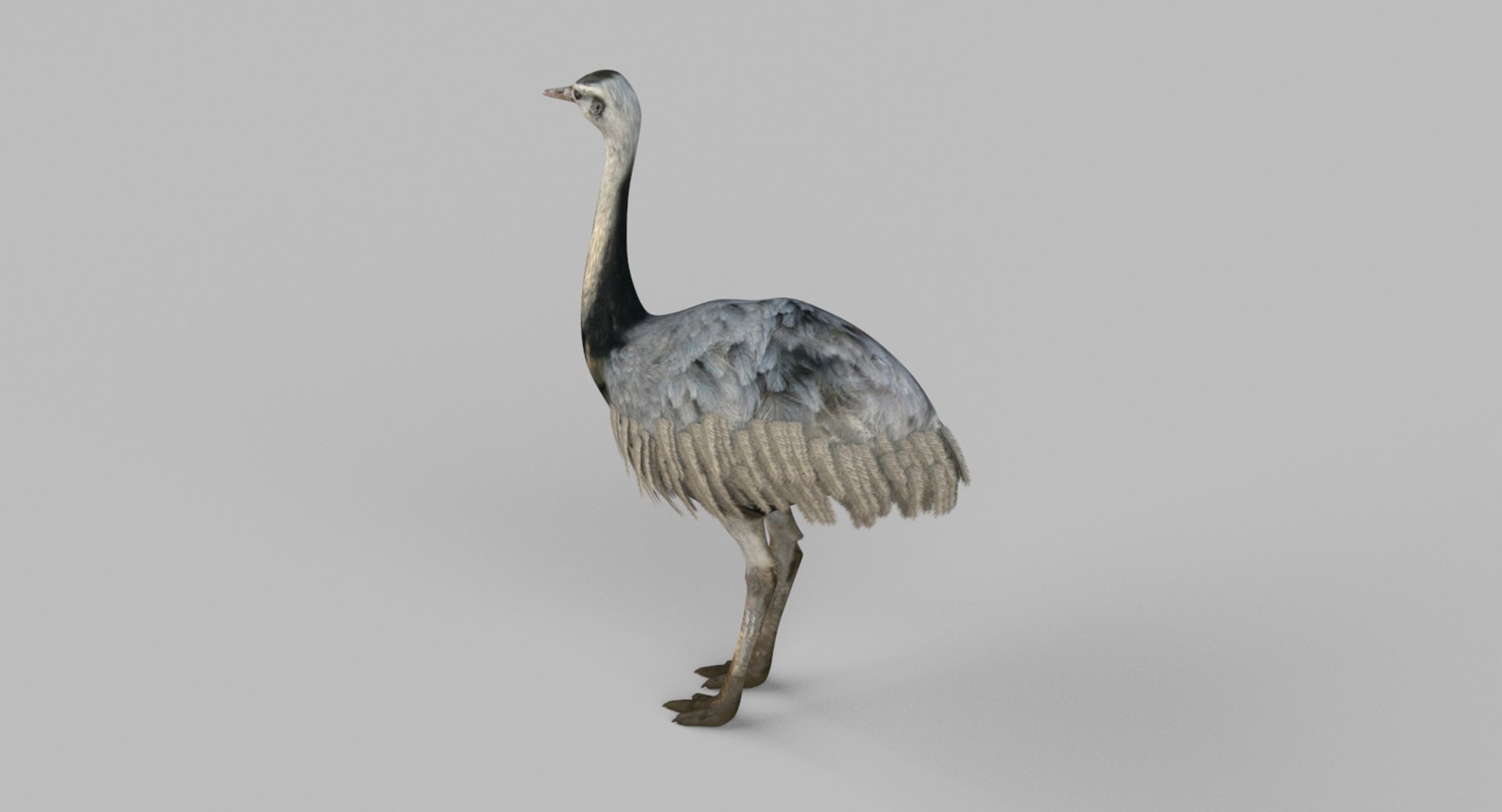 3D Model Realistic Emus - TurboSquid 1312559
