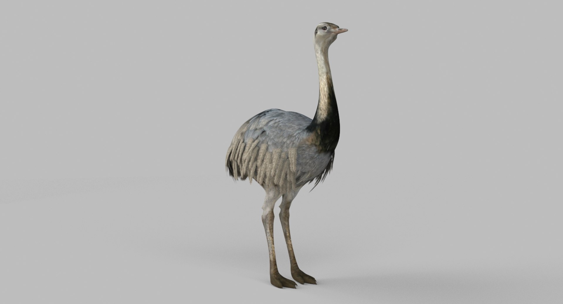 3D Model Realistic Emus - TurboSquid 1312559