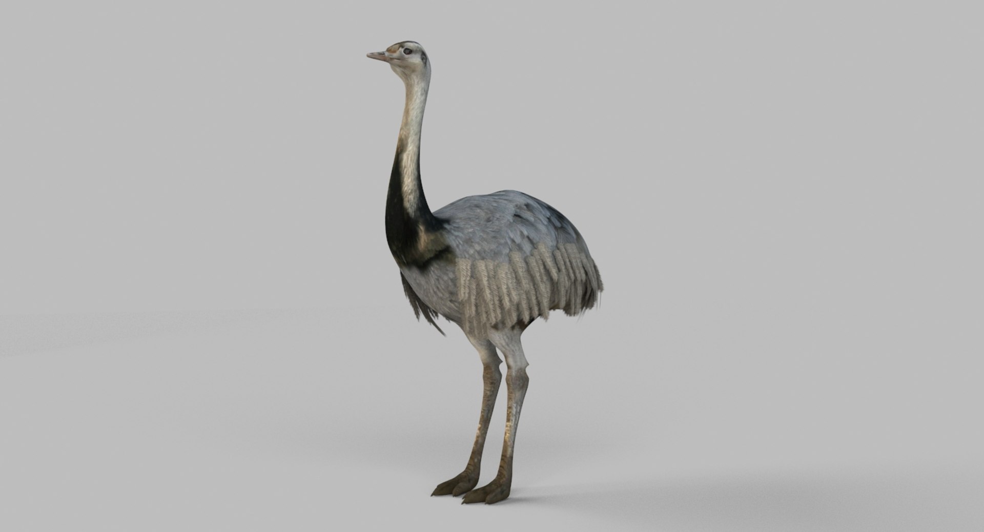 3D Model Realistic Emus - TurboSquid 1312559