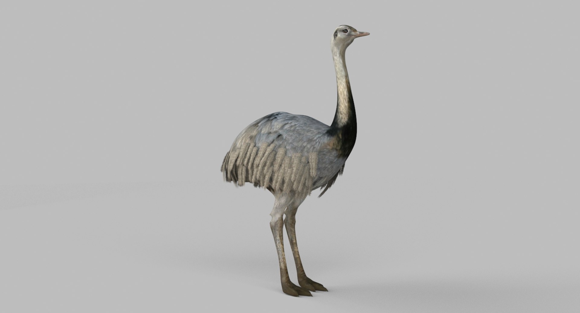 3D Model Realistic Emus - TurboSquid 1312559