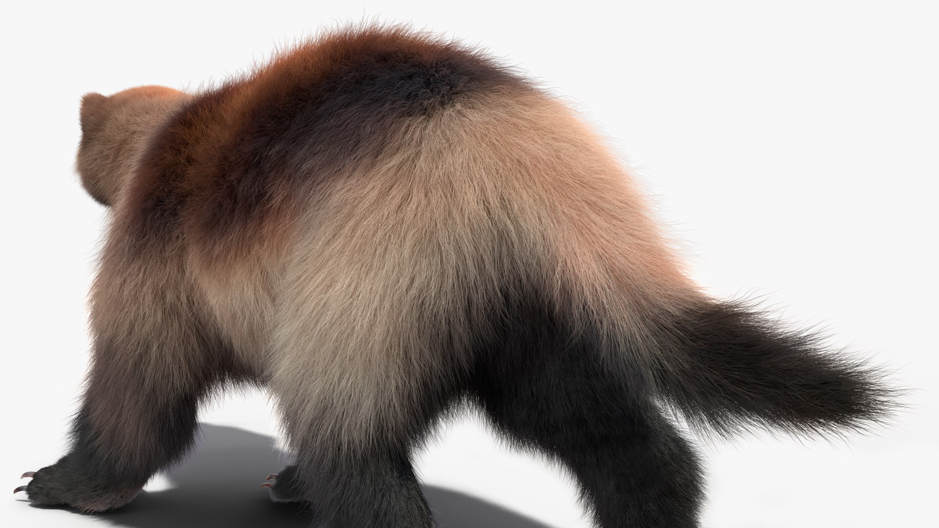 3D model Wolverine Light Color Walking Pose Fur - TurboSquid 2157759