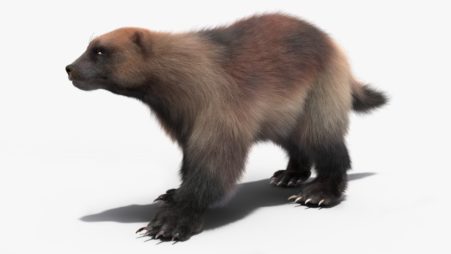 3D Model Wolverine Light Color Walking Pose Fur - TurboSquid 2157759