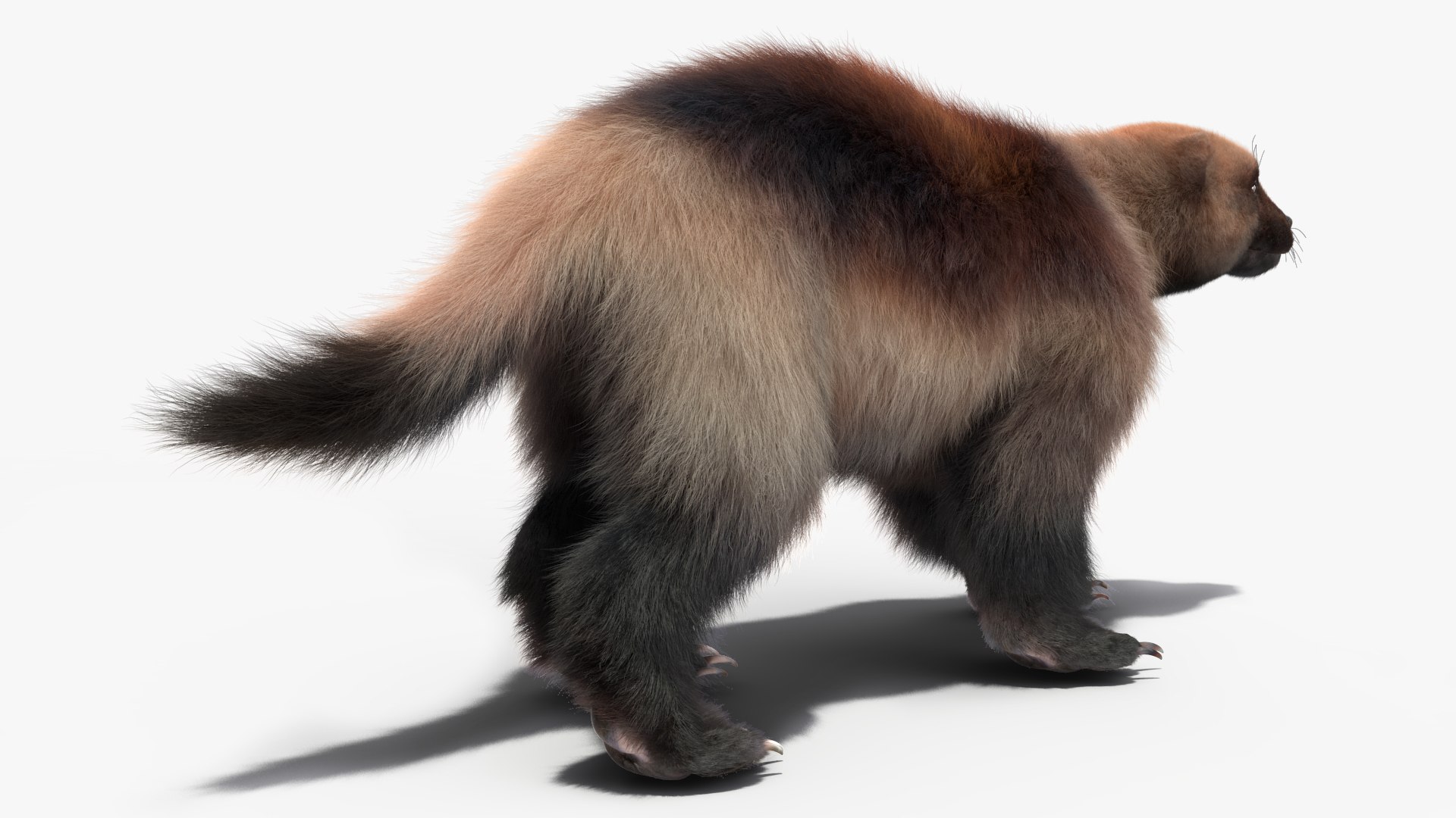 3D model Wolverine Light Color Walking Pose Fur - TurboSquid 2157759