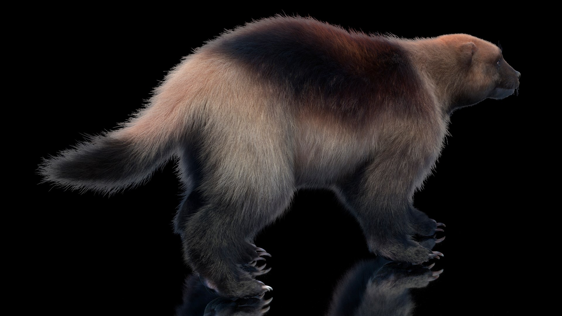 3D model Wolverine Light Color Walking Pose Fur - TurboSquid 2157759