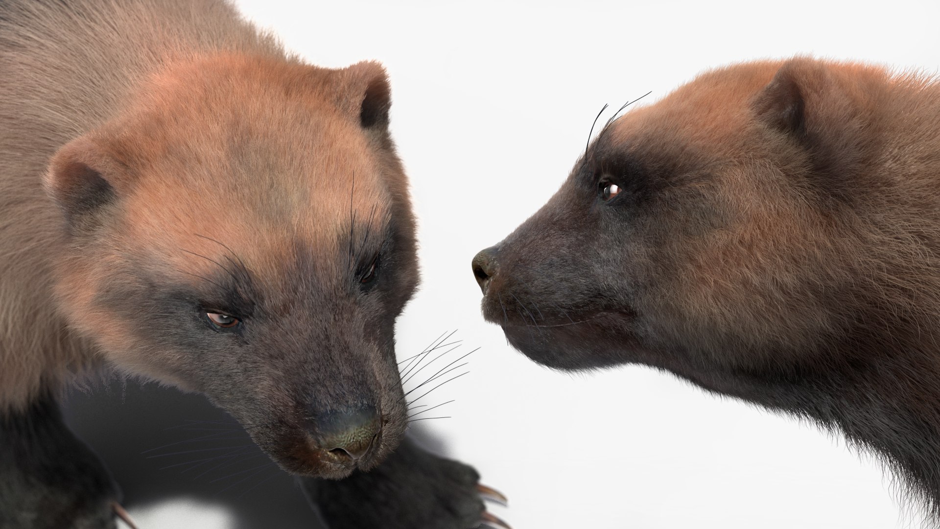 3D model Wolverine Light Color Walking Pose Fur - TurboSquid 2157759