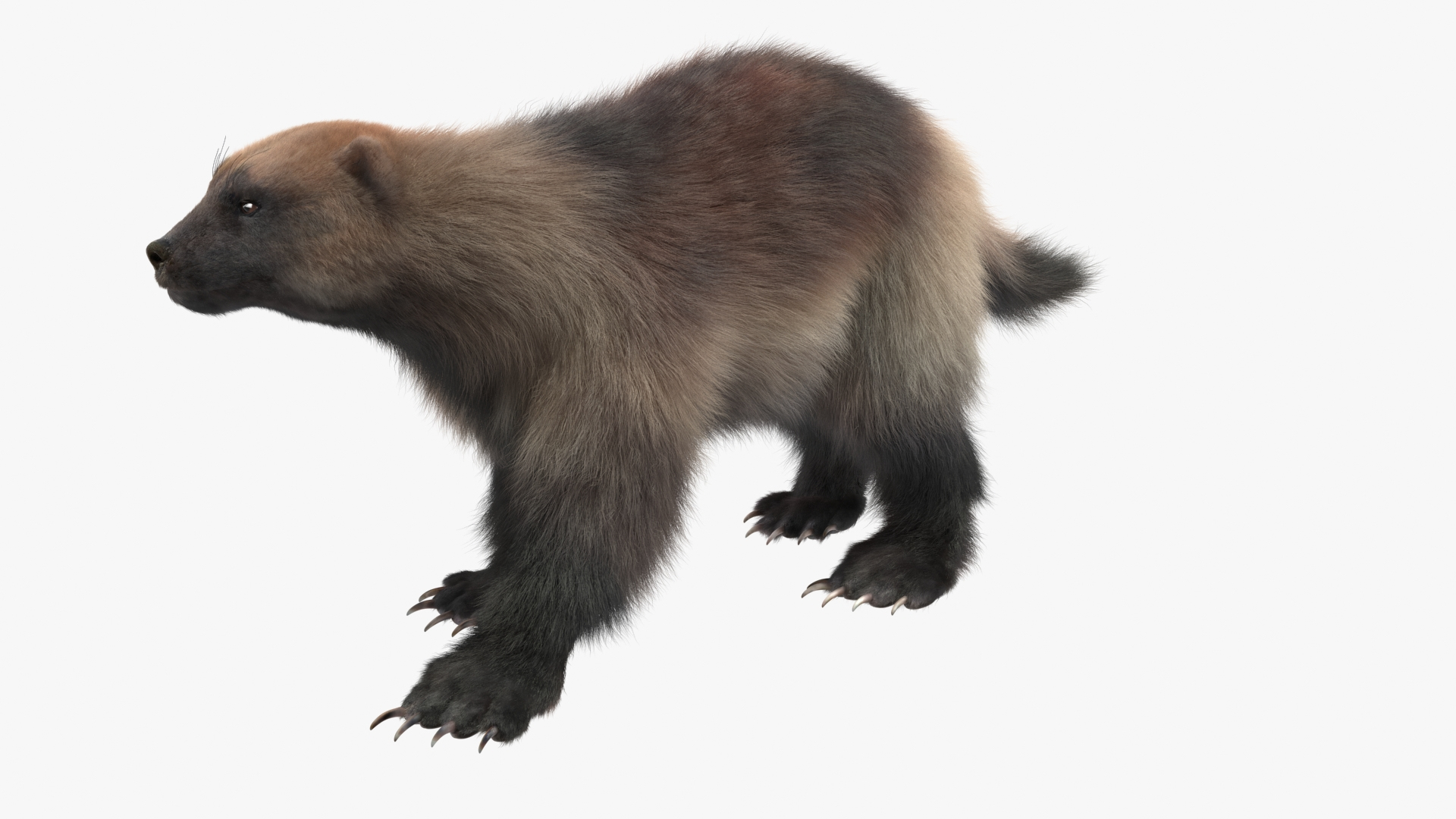3D model Wolverine Light Color Walking Pose Fur - TurboSquid 2157759